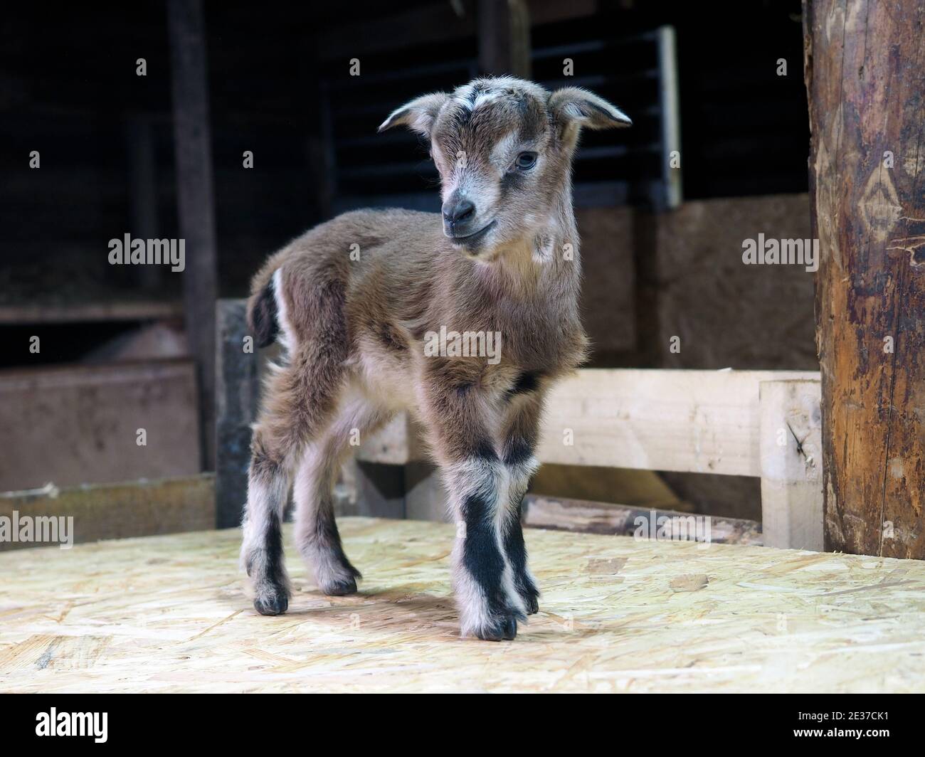 Baby goat outside barn hi-res stock photography and images - Alamy