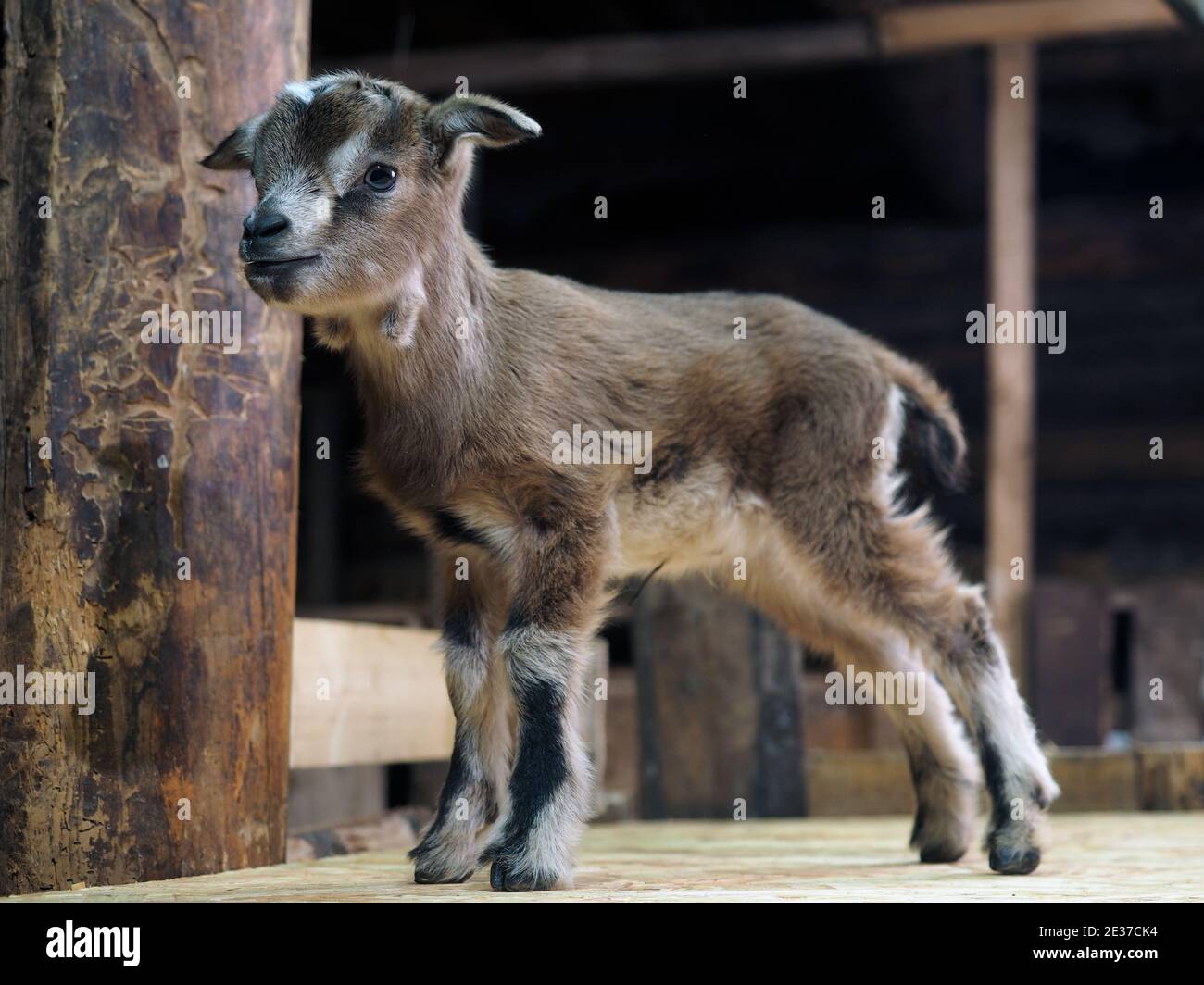 Newborn baby goat in the barn Stock Photo - Alamy