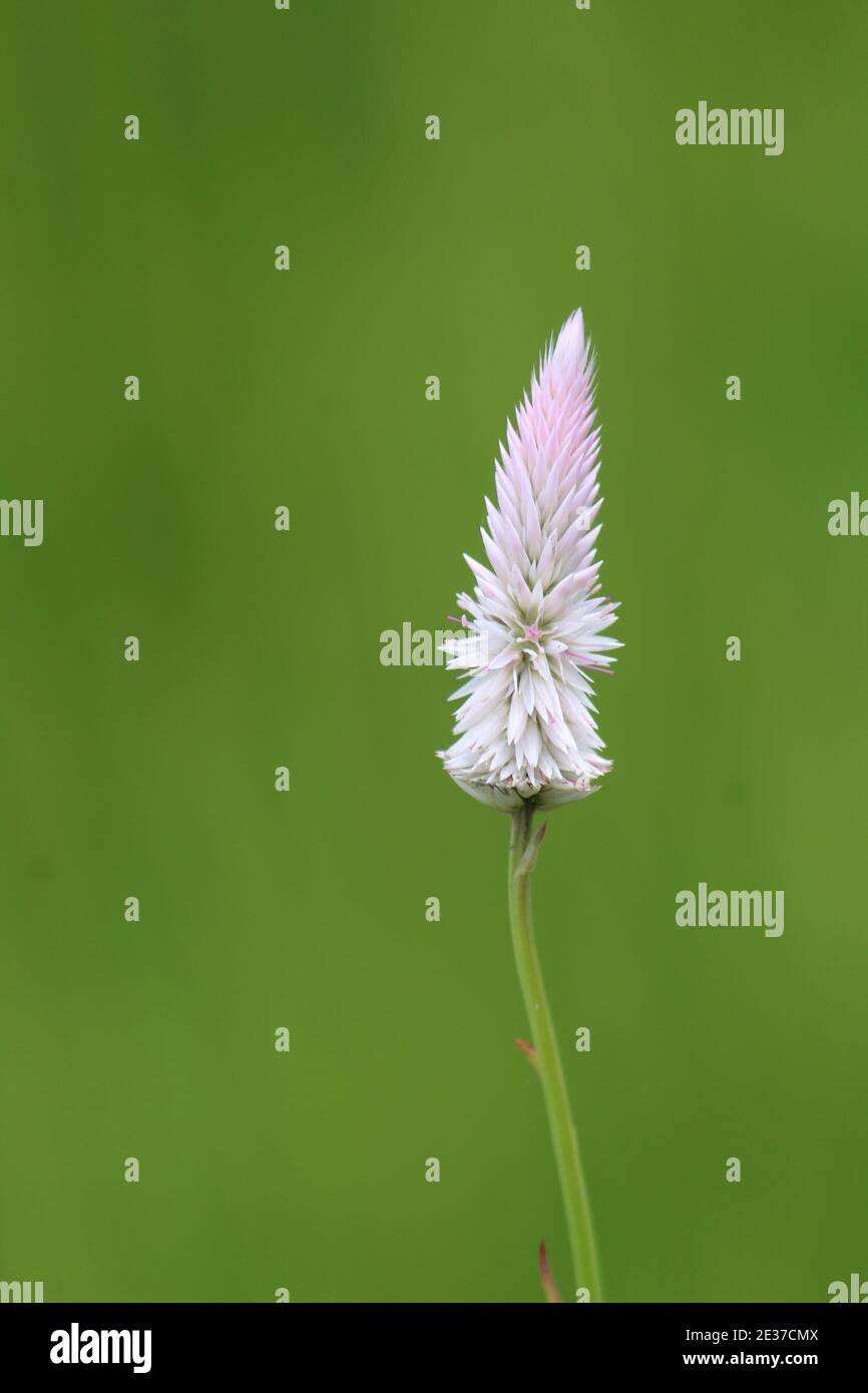 beautiful white wild grass flower in nature hd wallpaper wild grass ...