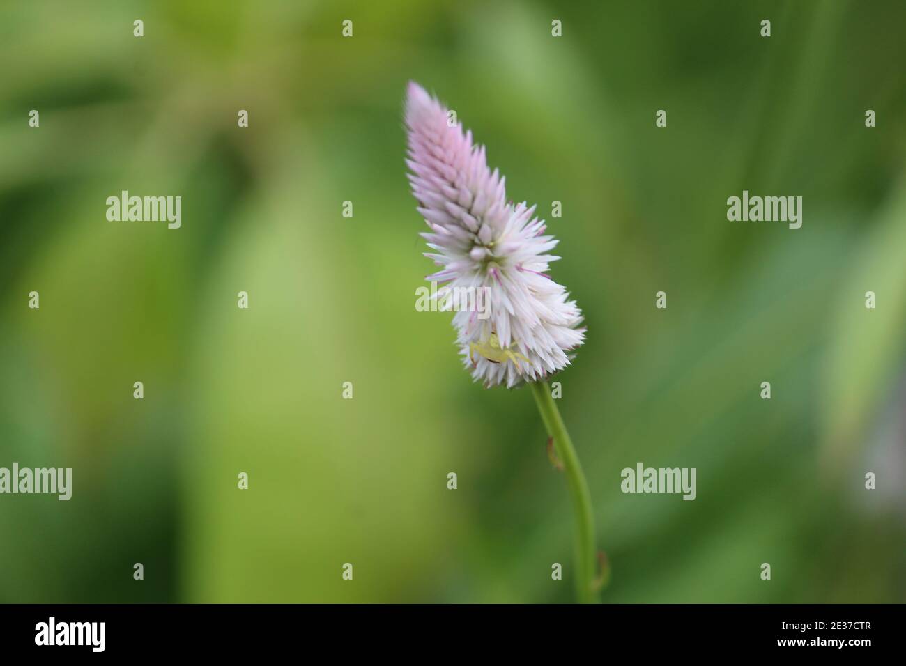 beautiful white wild grass flower in nature hd wallpaper wild grass ...