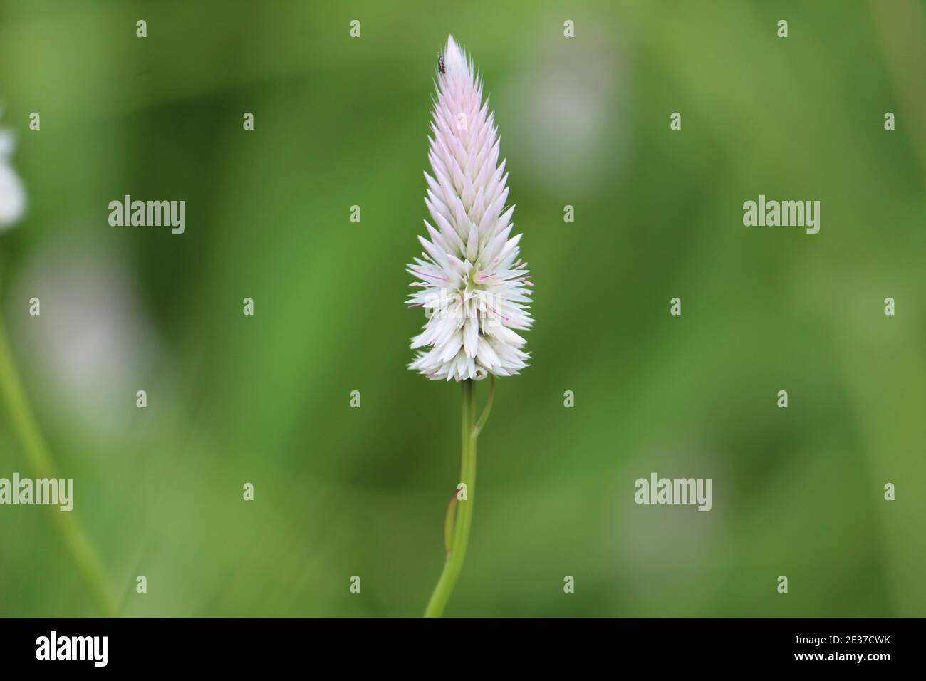 beautiful white wild grass flower in nature hd wallpaper wild grass ...