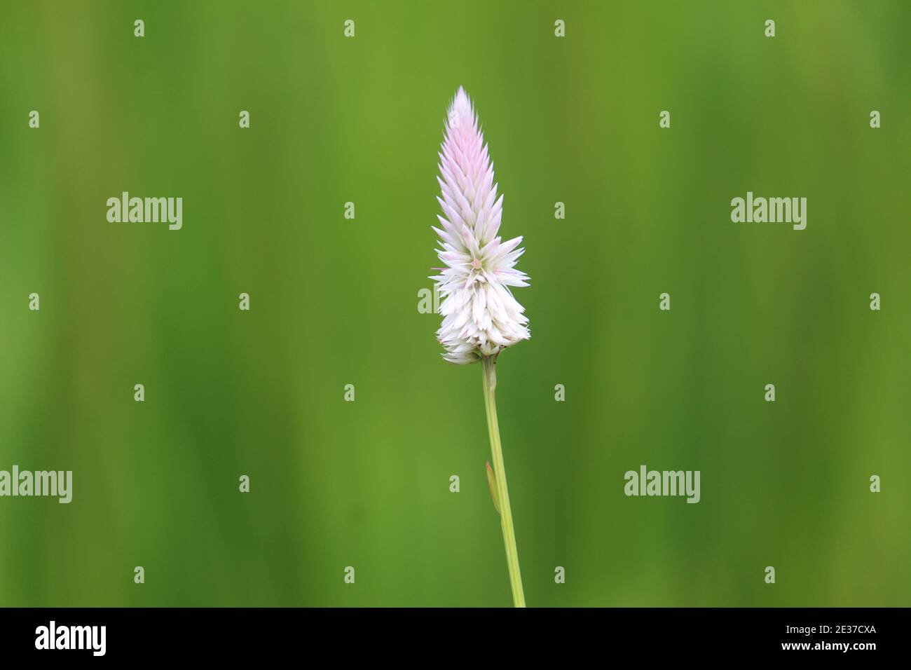 beautiful white wild grass flower in nature hd wallpaper wild grass ...