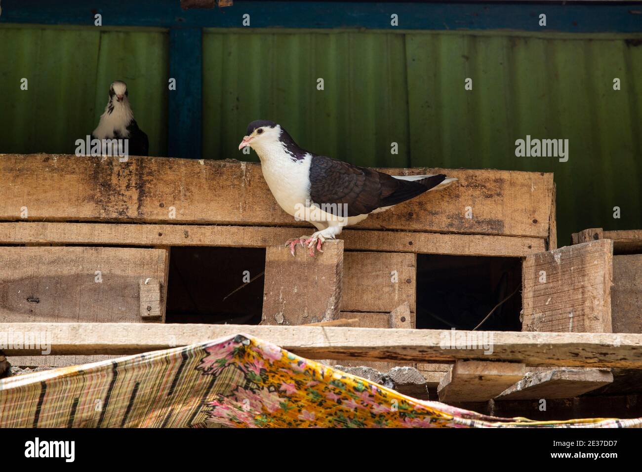 Pigeons inside building hi-res stock photography and images - Alamy