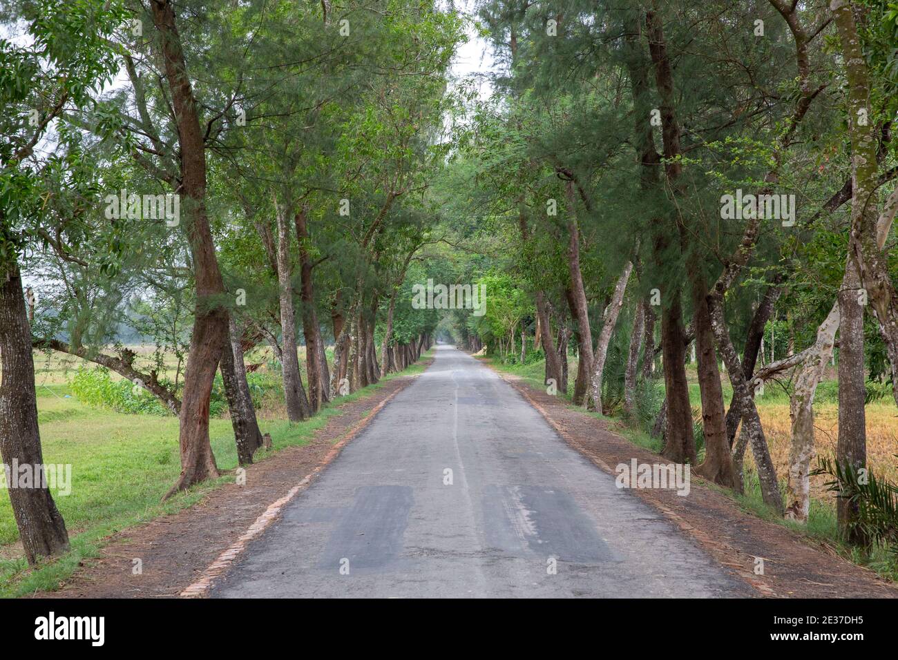 Beautiful view road plants hi-res stock photography and images - Alamy