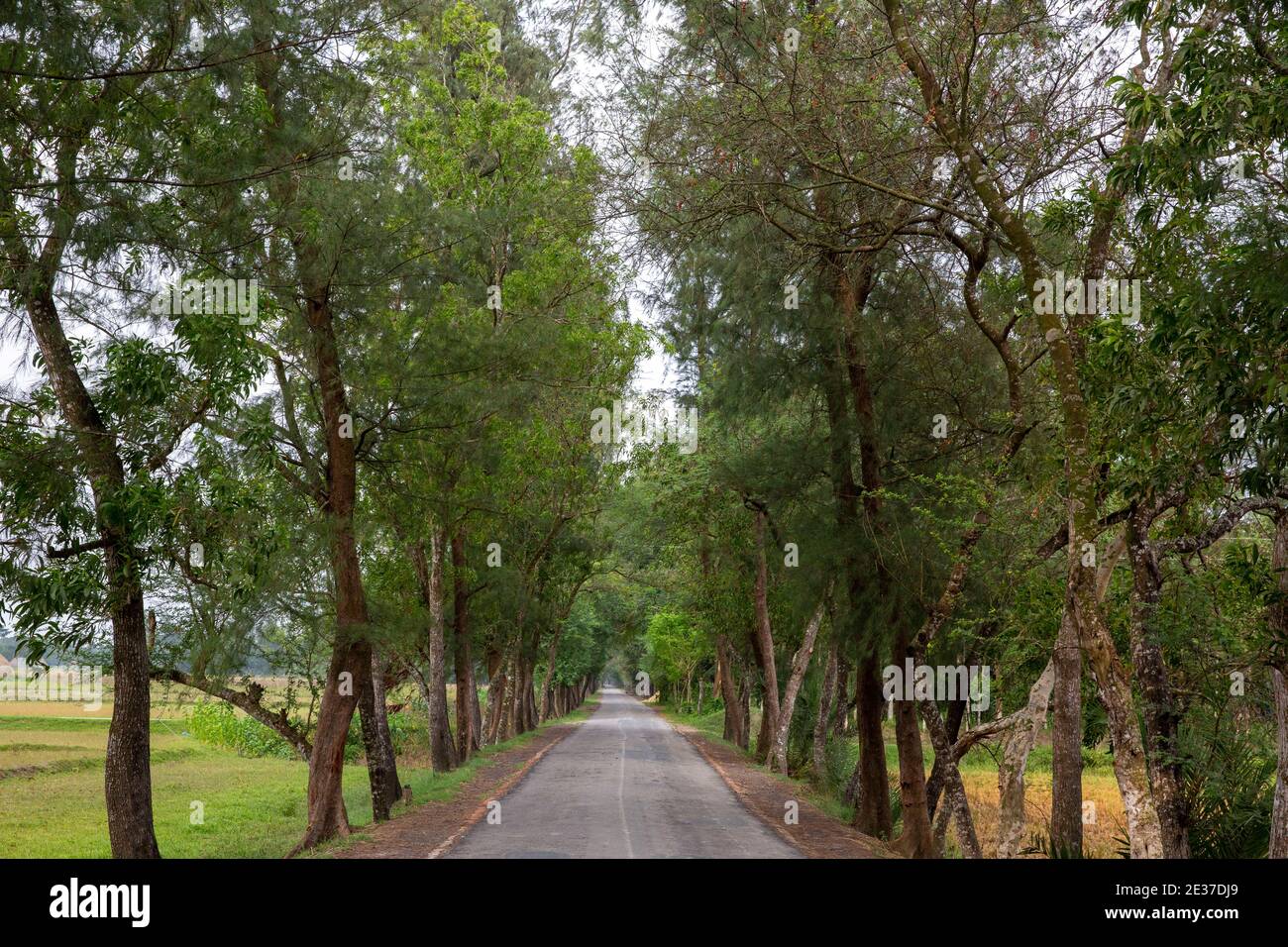 A beautiful road at Noakhali, Bangladesh Stock Photo - Alamy
