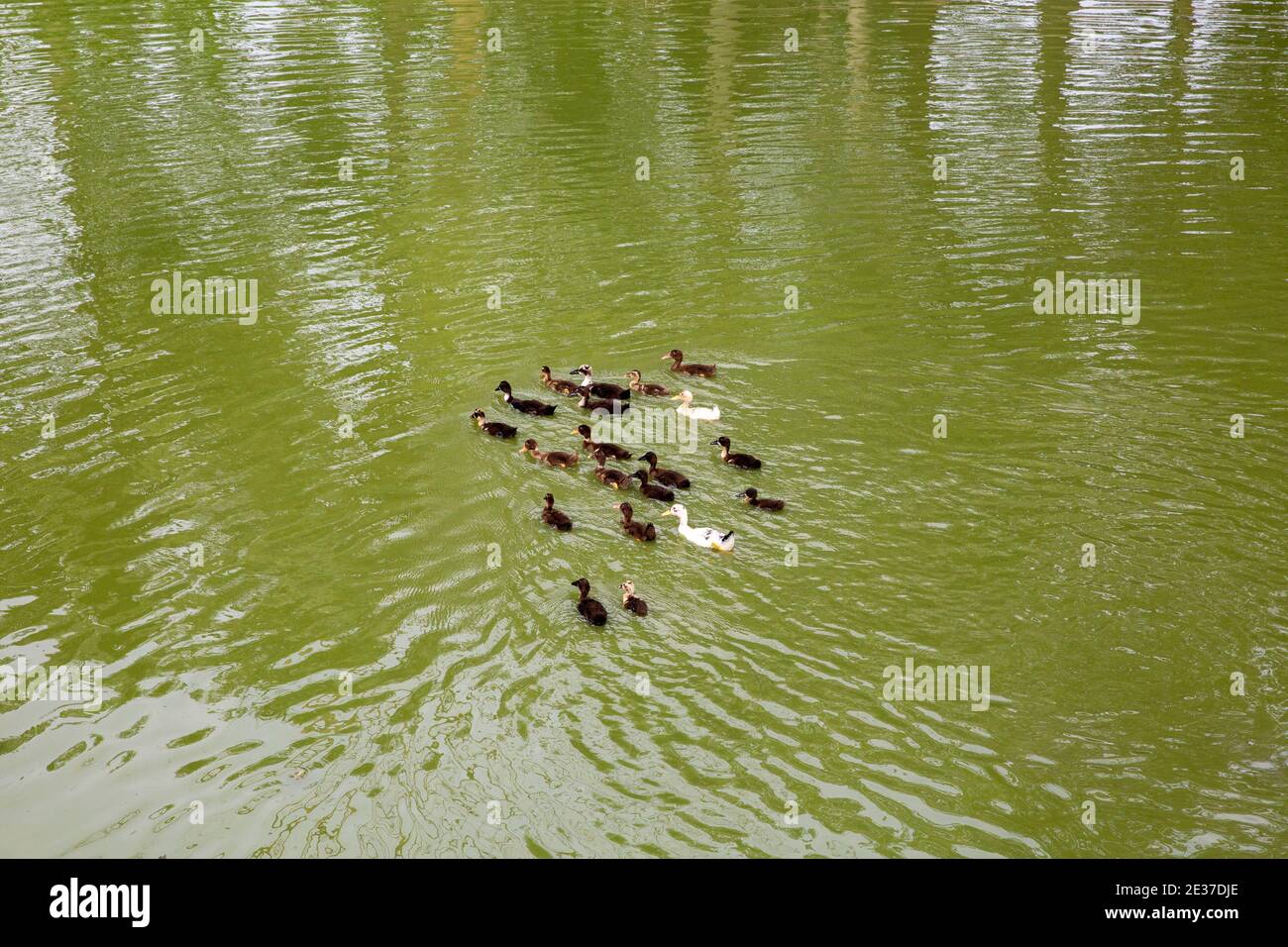 Duck and baby ducks swim on a pond, Noakhali, Bangladesh Stock Photo ...