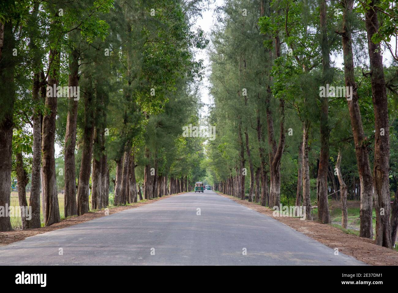A beautiful road at Noakhali, Bangladesh Stock Photo - Alamy