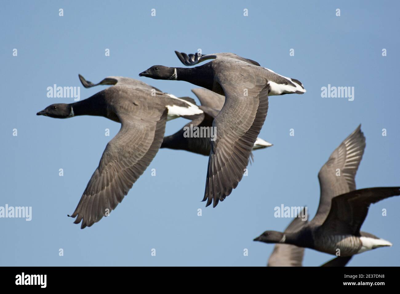 Dark-bellied Brent Geese, Branta bernicla bernicla in flight over the ...