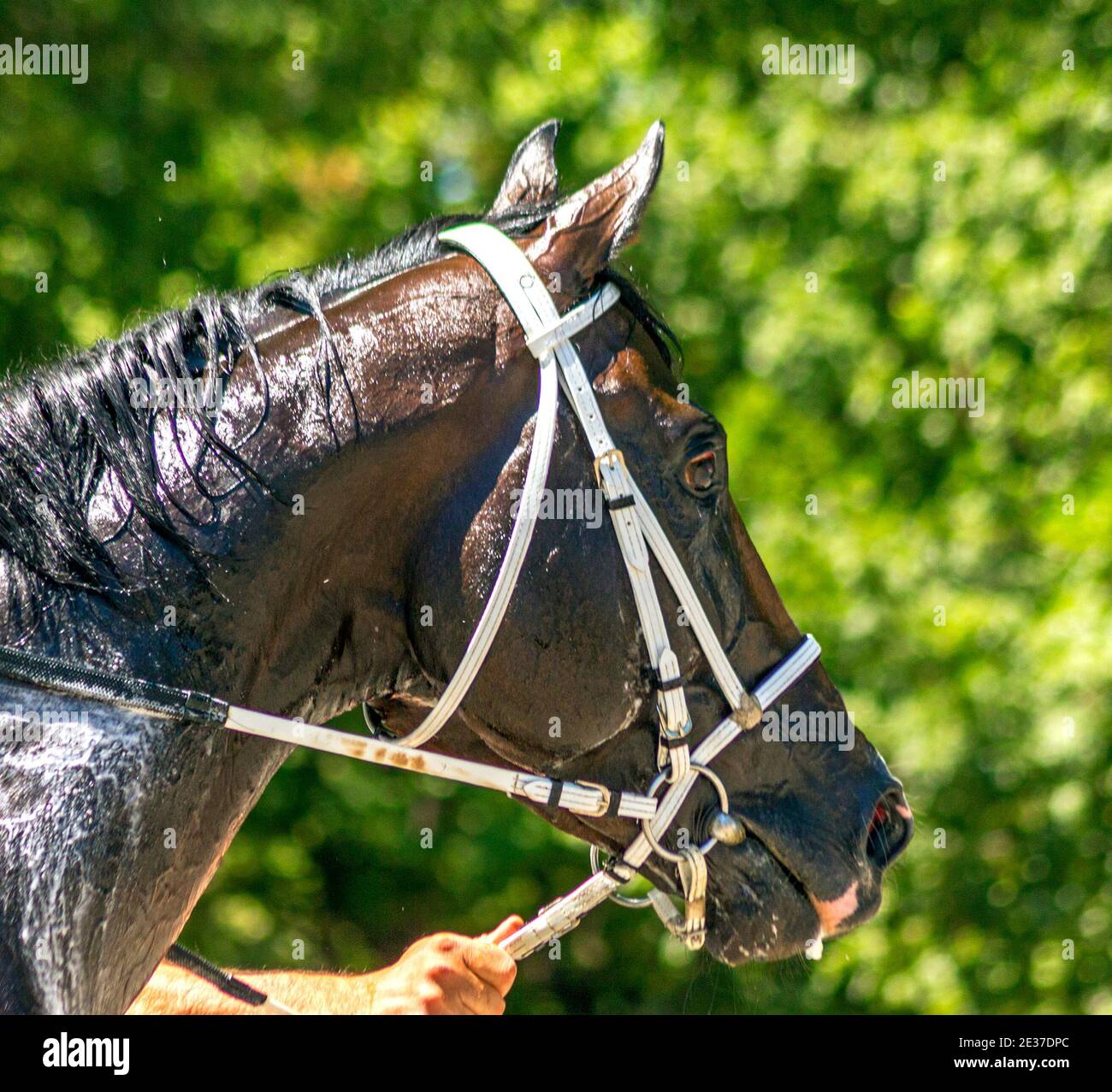 Portrait of brown horse Stock Photo - Alamy