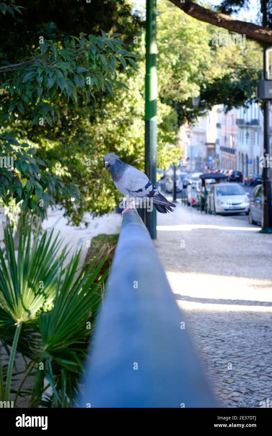 A pigeon on a railing in Lisbon, Portugal Stock Photo - Alamy