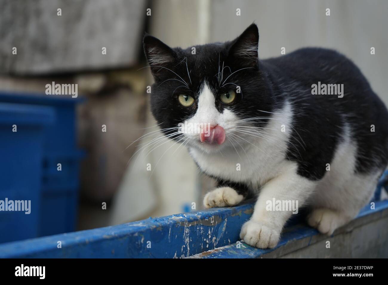 Animals out of life Stock Photo - Alamy