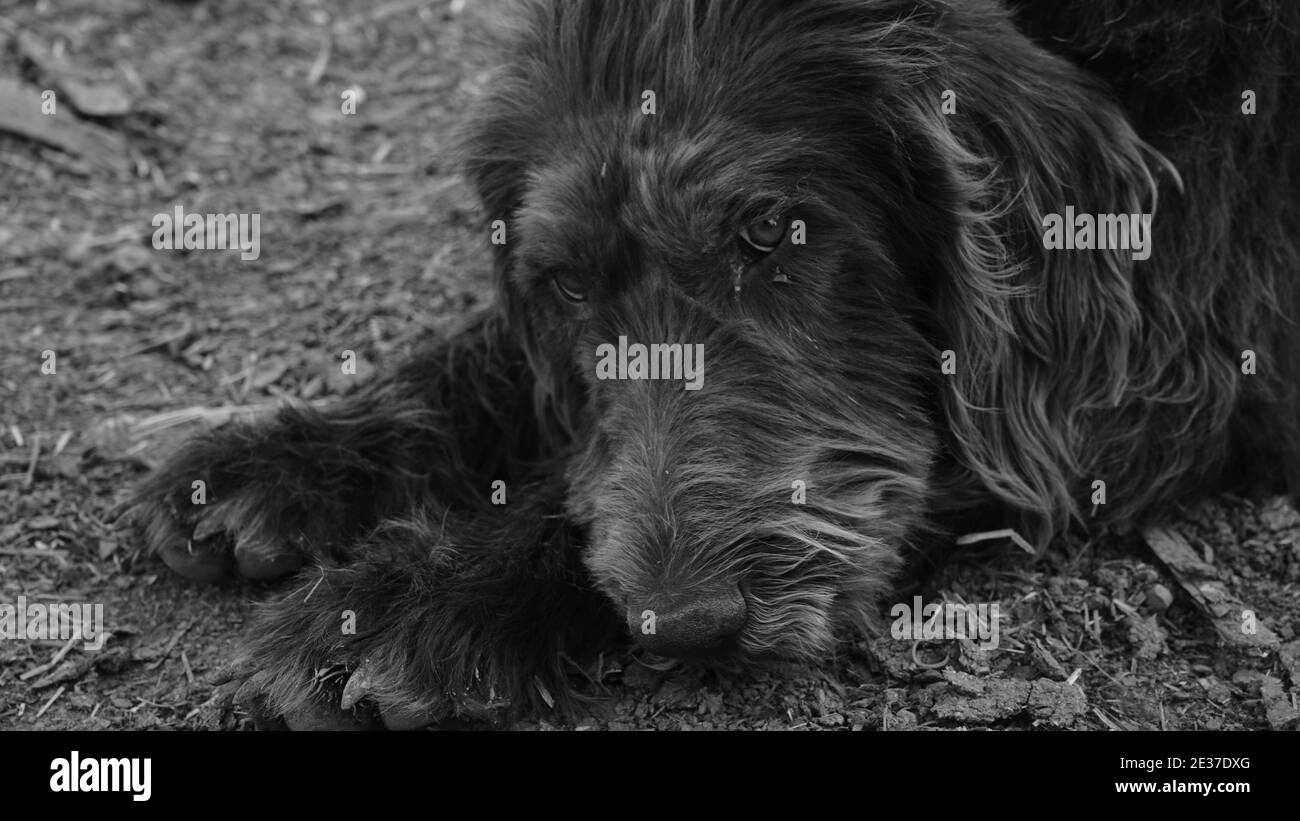 Animals out hi-res stock photography and images - Alamy