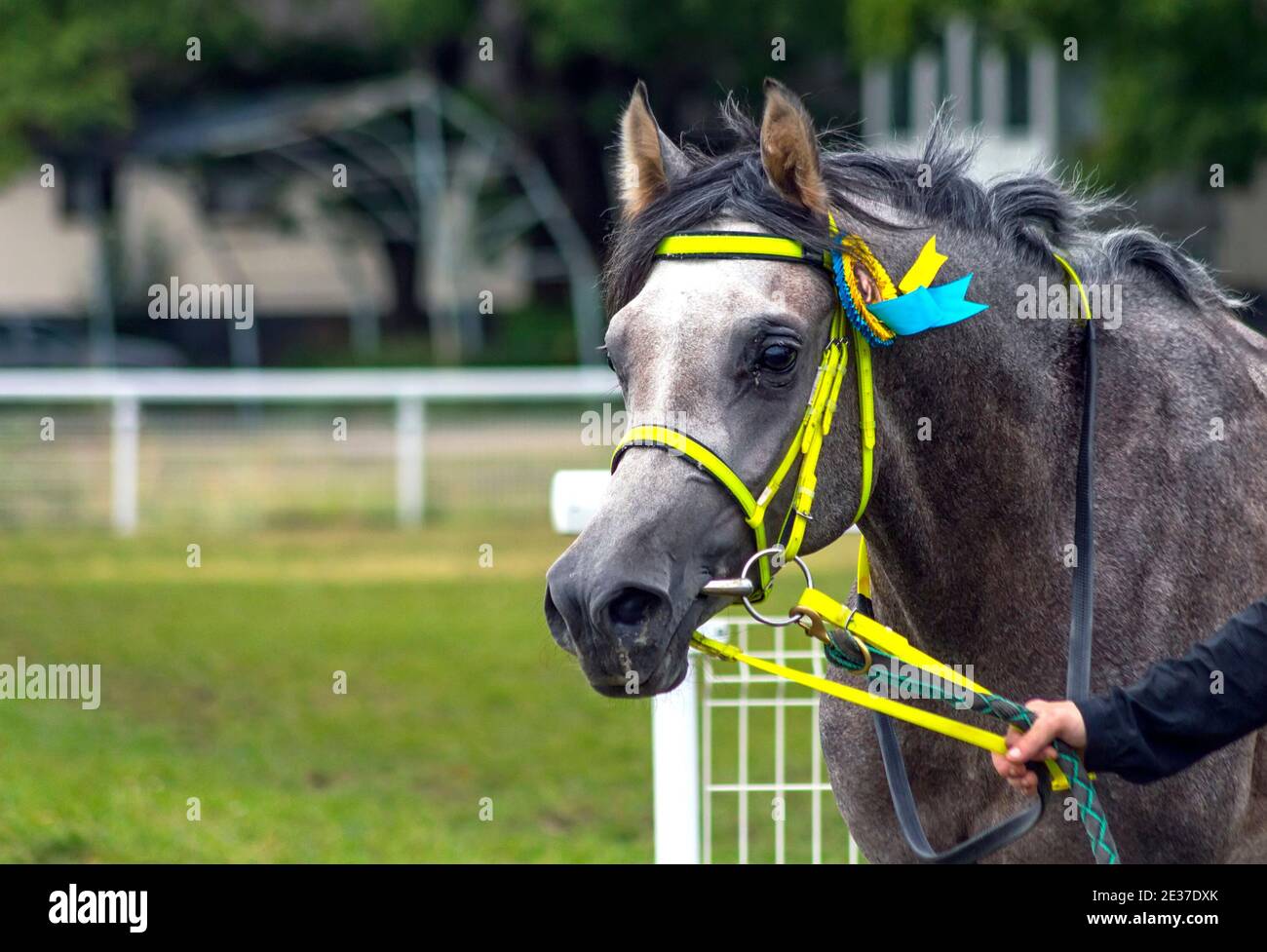 Thoroughbred arabian grey stallion portrait hi-res stock photography ...