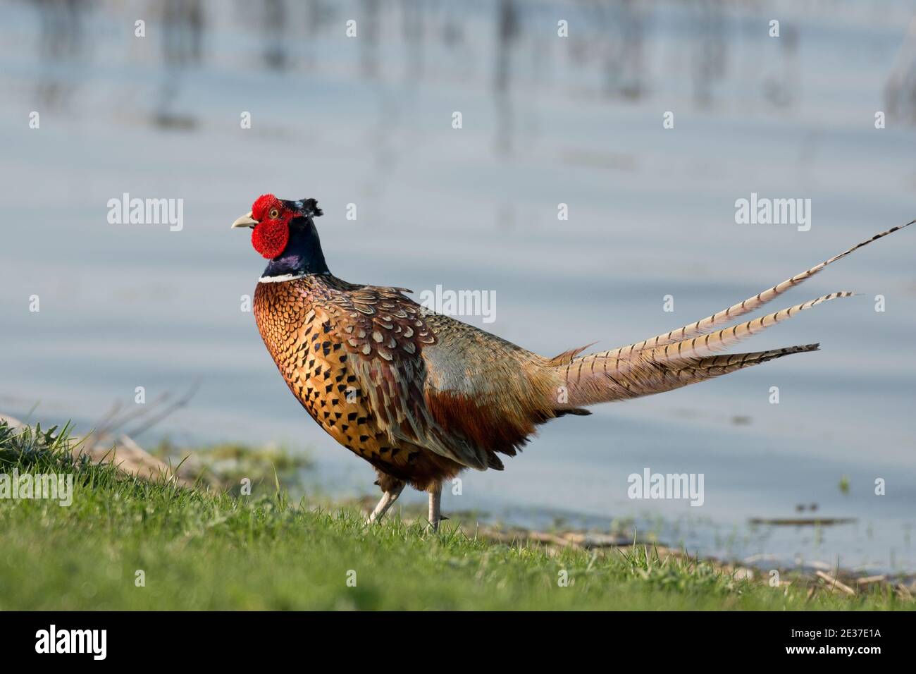 Male Pheasant, Phasianus colchicus, at the RSPB's Frampton Marsh ...