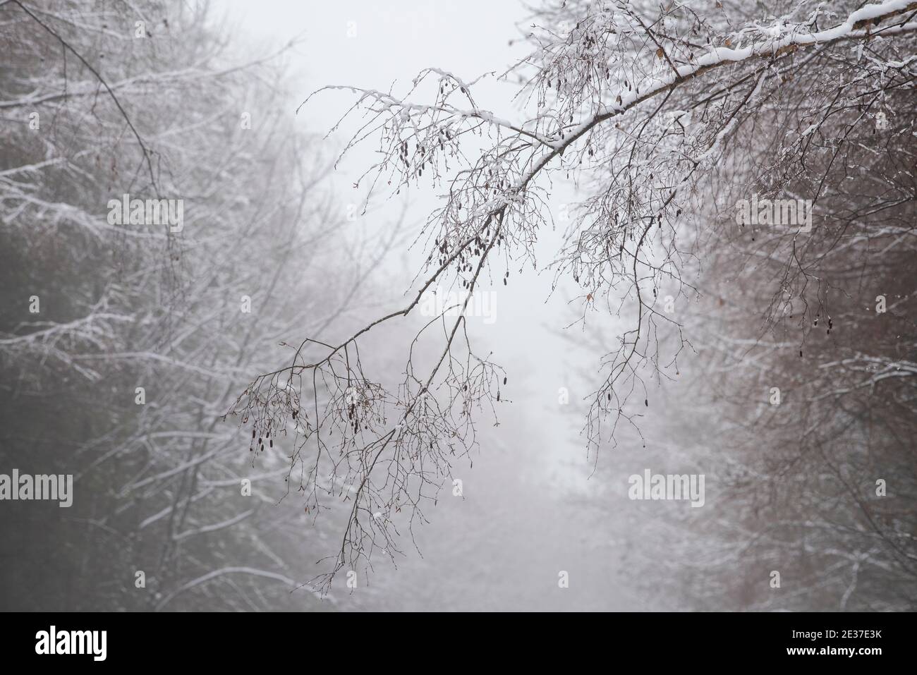 A wintery morning of snow and mist in Haywood Oaks Blidworth ...
