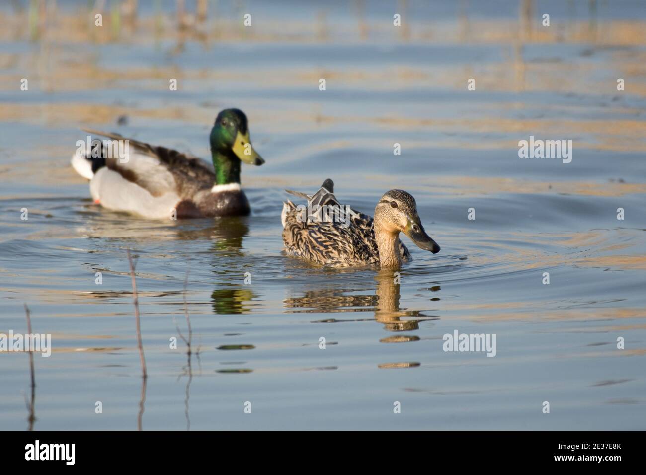 Frampton marsh nature reserve hi-res stock photography and images - Alamy