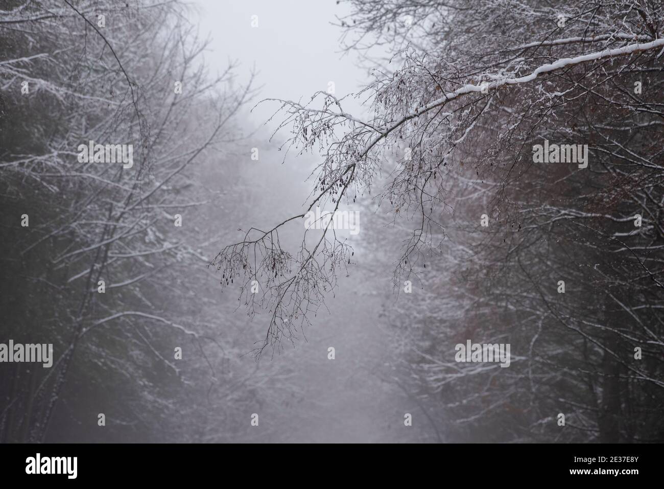 A wintery morning of snow and mist in Haywood Oaks Blidworth ...