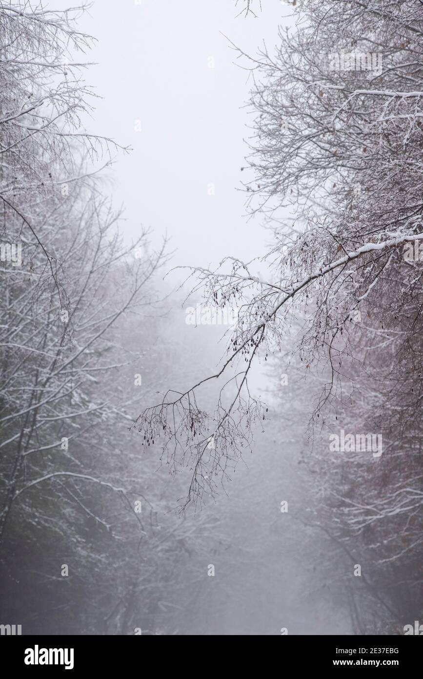 A wintery morning of snow and mist in Haywood Oaks Blidworth ...