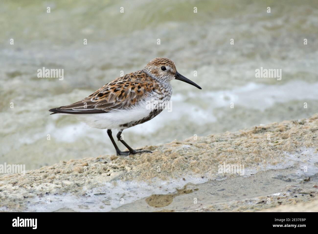Summer plumaged Dunlin, Calidris alpina, on the shoreline at Farmoor ...