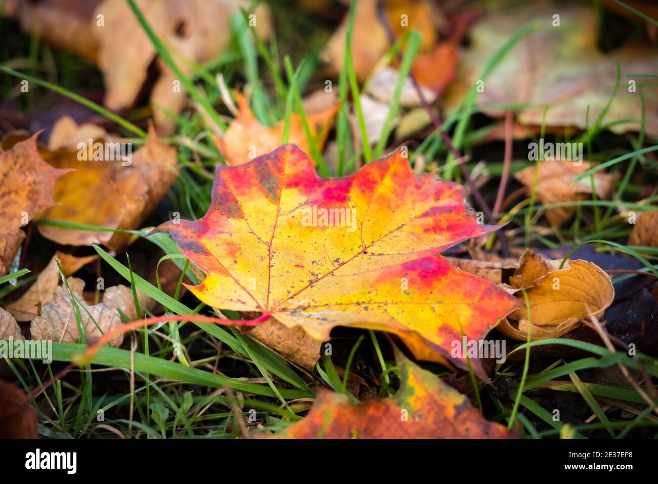 colorful autumn leaves on grass Stock Photo - Alamy