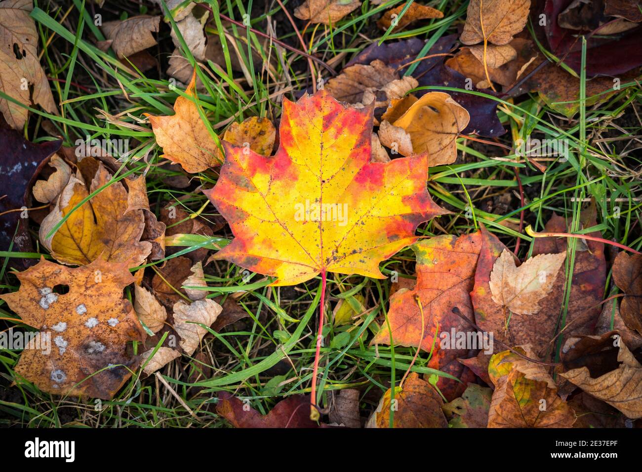 Angiospermous tree hi-res stock photography and images - Alamy
