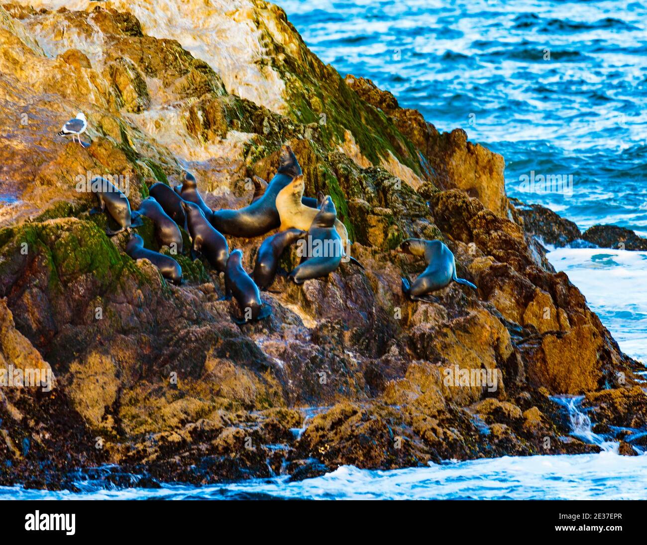 Pebble Beach, California, February 18, 2018: Popular gathering spot for ...