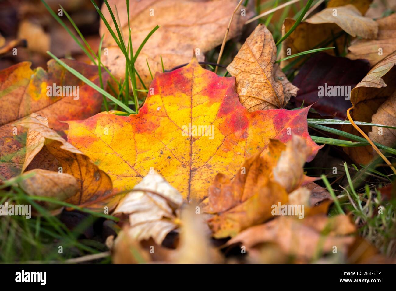 Angiospermous tree hi-res stock photography and images - Alamy
