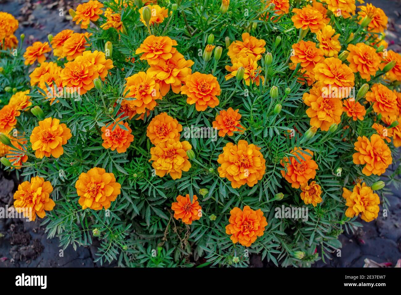 Beautiful marigold flowers hi-res stock photography and images - Alamy