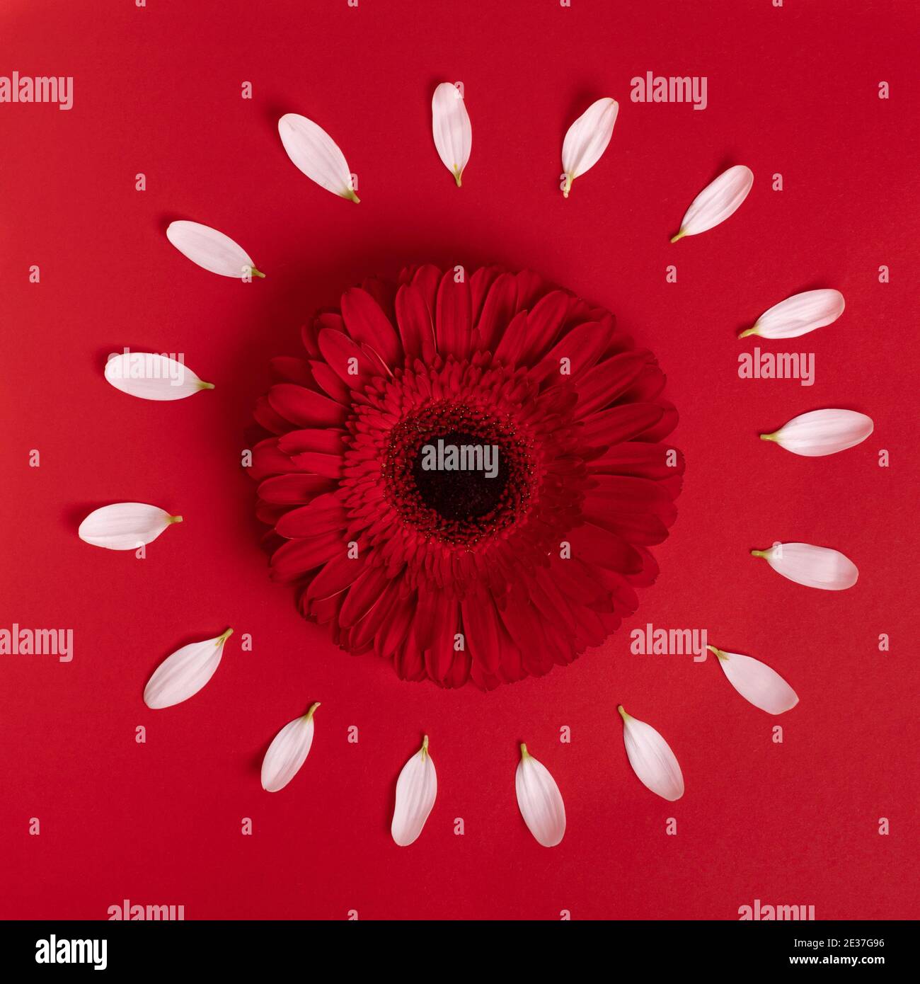 Daisy petals pattern hi-res stock photography and images - Alamy