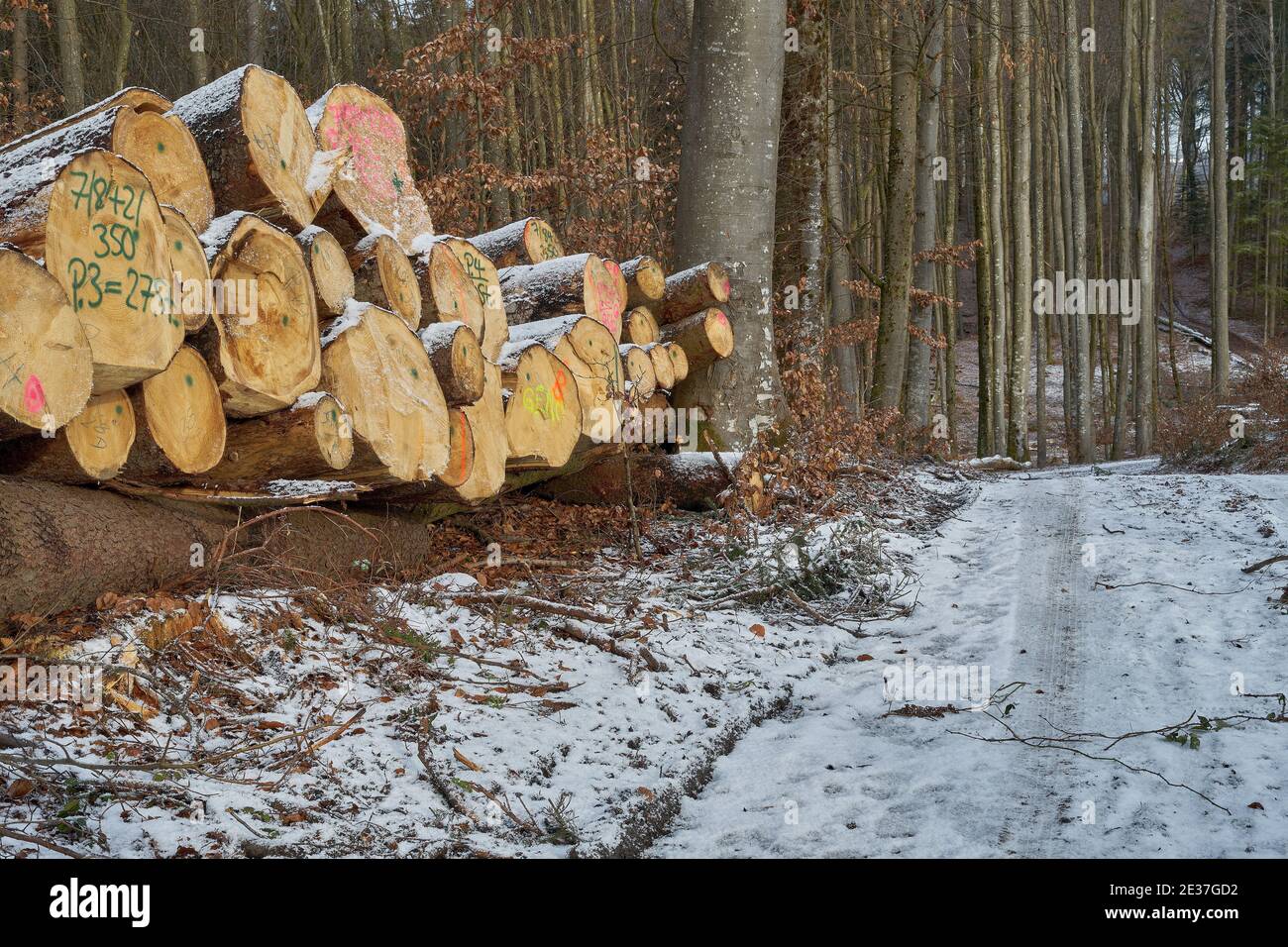 Forestry and logging. Fir or spruce tree logs Stock Photo - Alamy