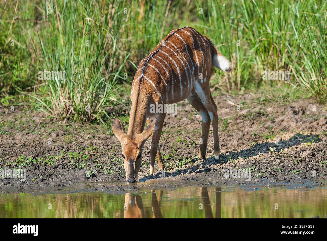 Nyala female in Kruger National Park, South Africa Stock Photo - Alamy