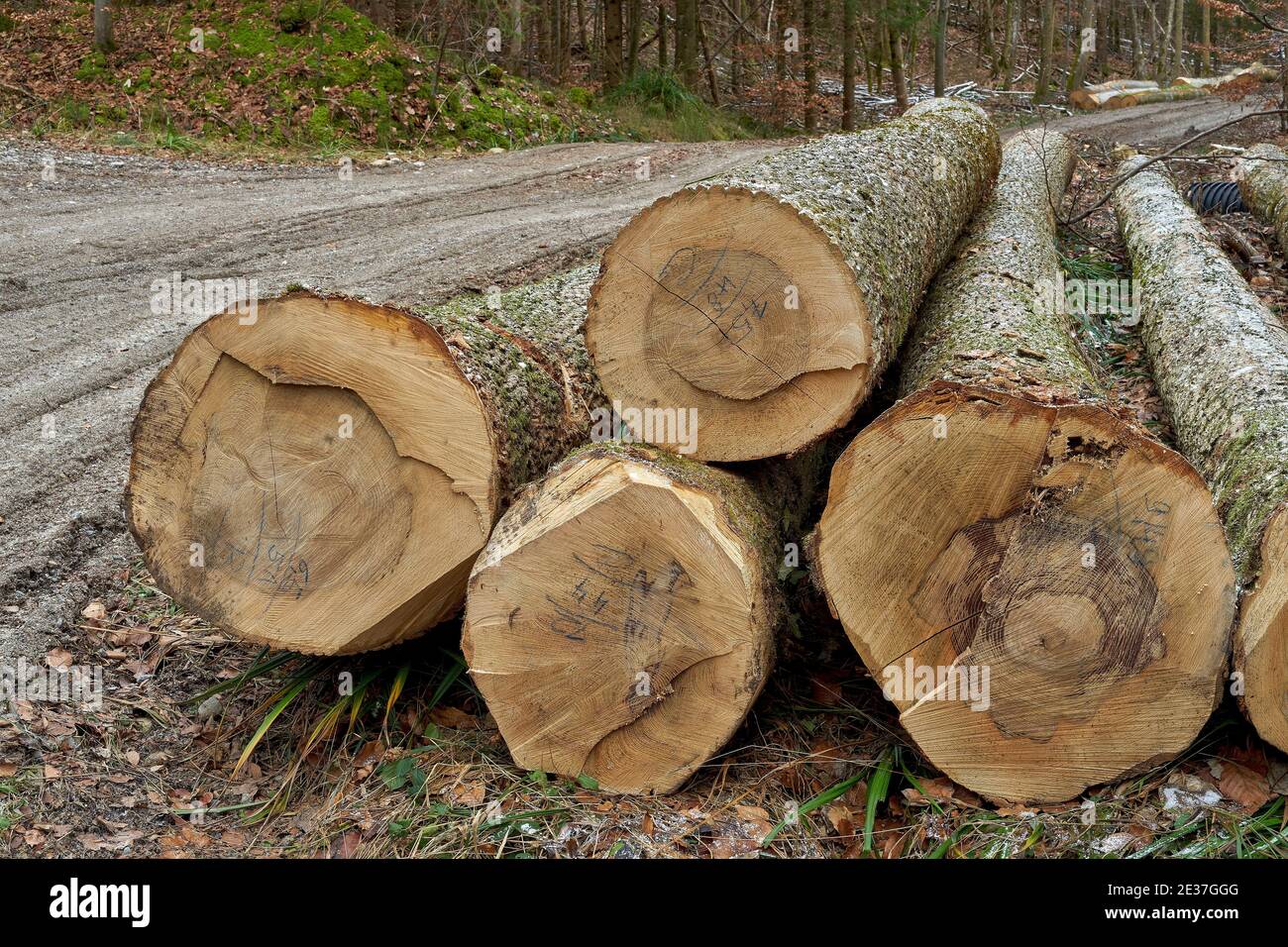 Forestry and logging. Ash tree logs. (Fraxinus excelsior Stock Photo ...