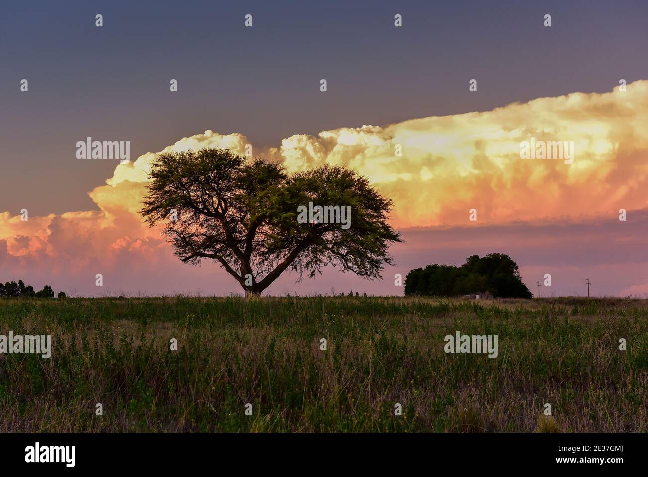 Calden tree, Prosopis Caldenia, in Pampas environment, La Pampa ...