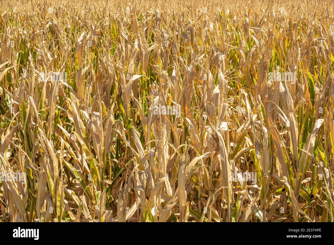 Dry yellow corn field at farm Stock Photo - Alamy