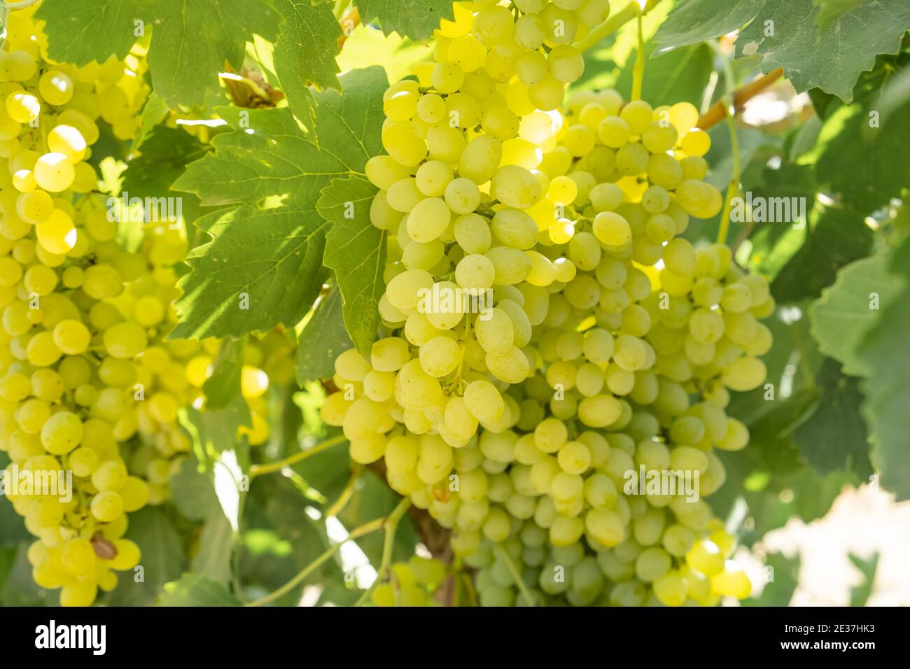 Healthy grapevine hi-res stock photography and images - Alamy