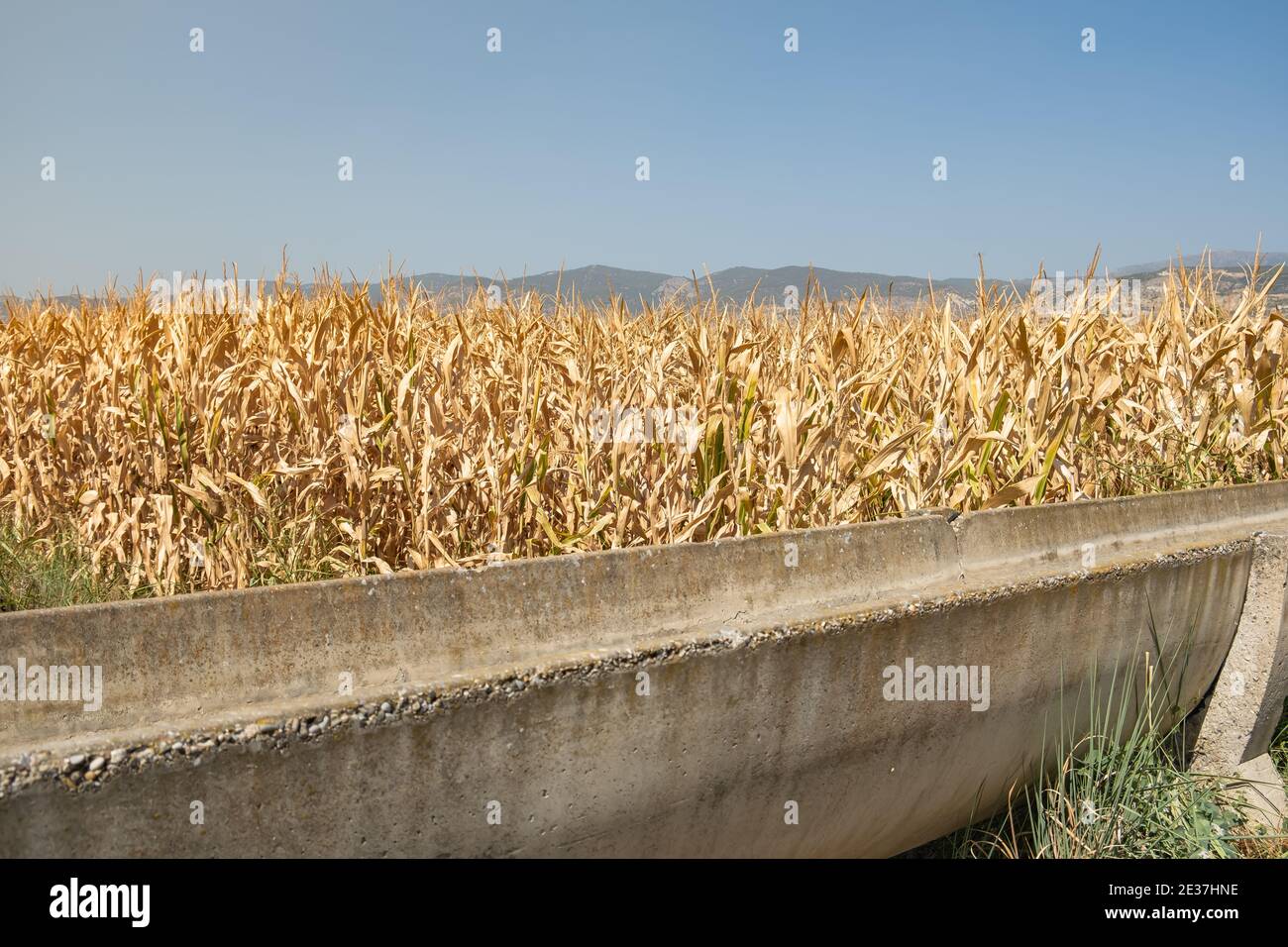 Dry yellow corn field and empty irrigation channel at farm Stock Photo ...
