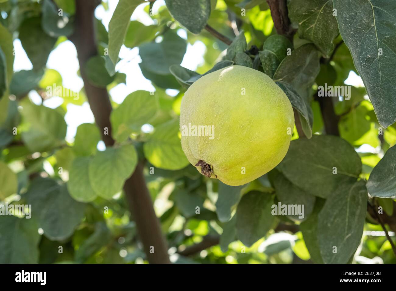 Quince fruit tree hi-res stock photography and images - Alamy