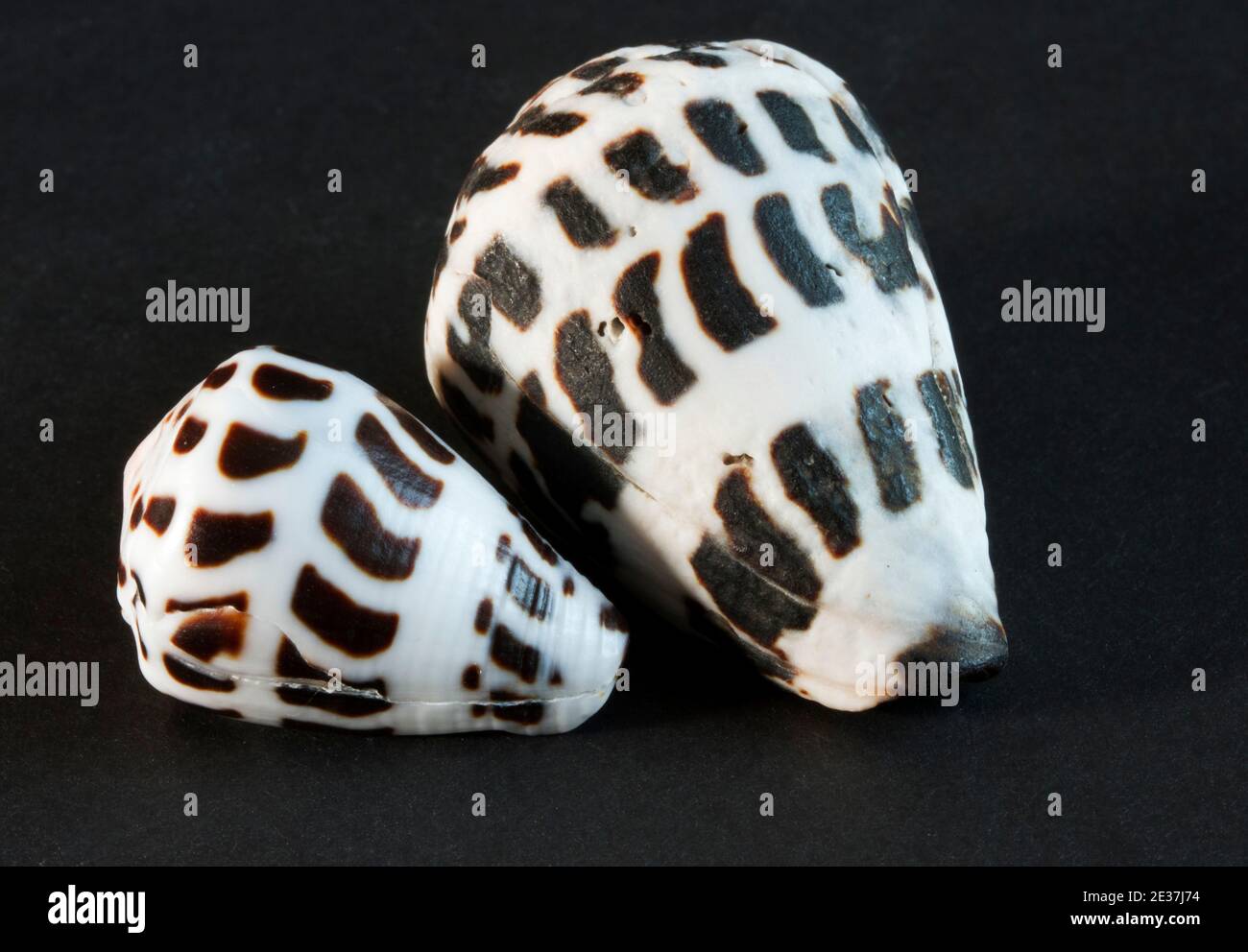 The Cone Shell family are carnivores armed with poisonous darts and ...