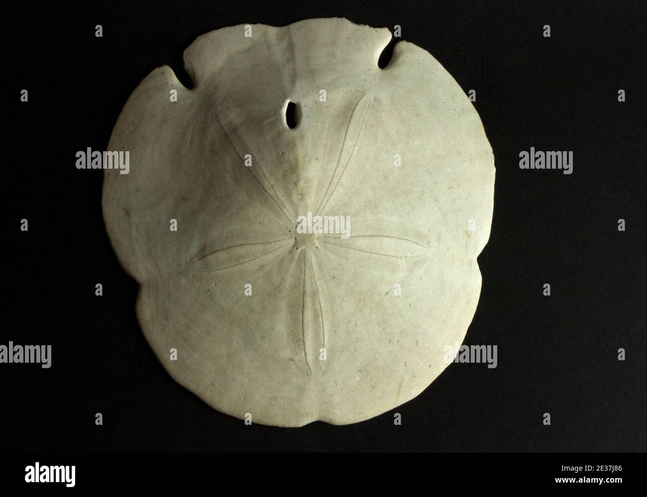 Petaloid structure hi-res stock photography and images - Alamy