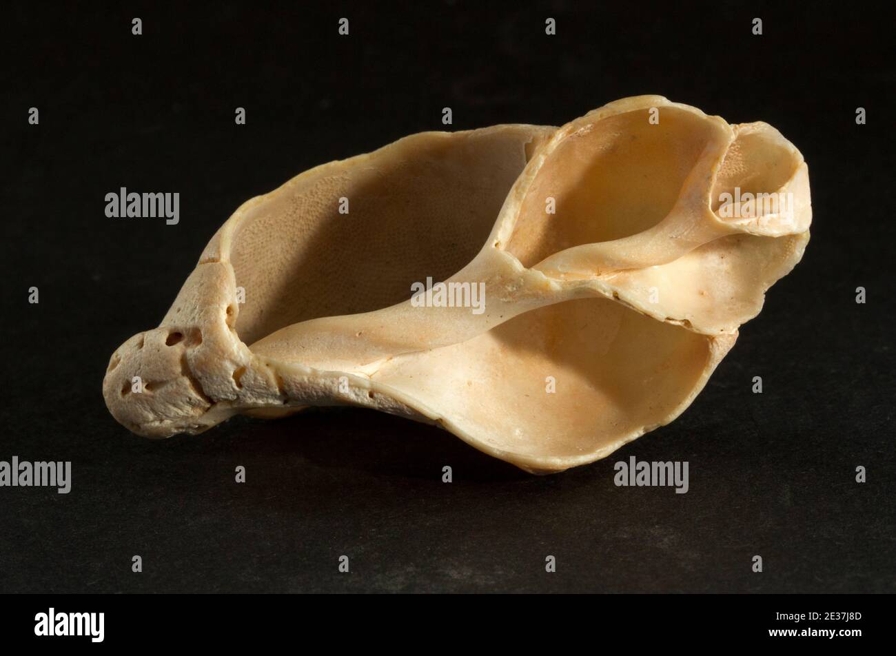 The internal spiral structure that gives the Common Whelk shell its ...