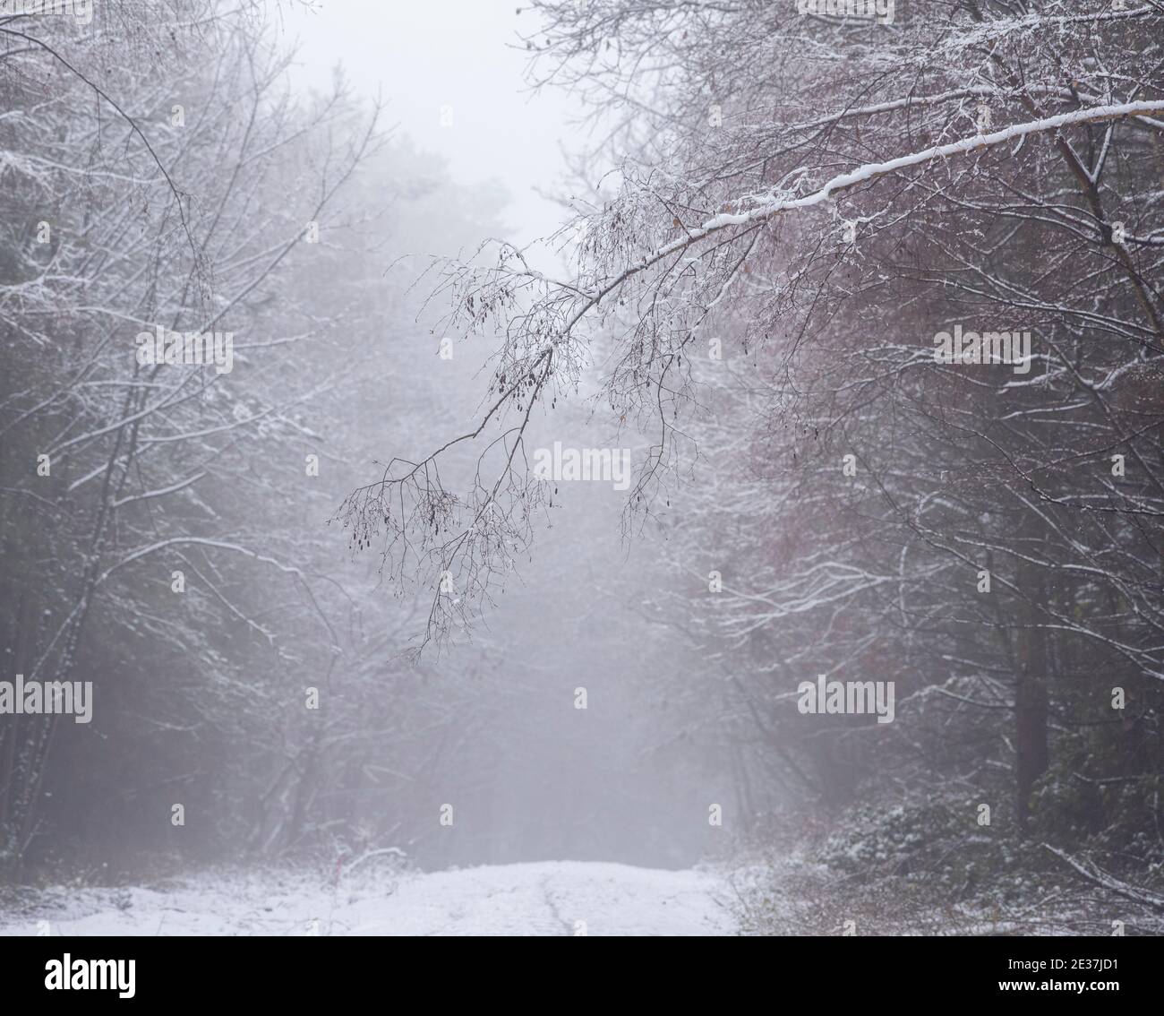 A wintery morning of snow and mist in Haywood Oaks Blidworth ...