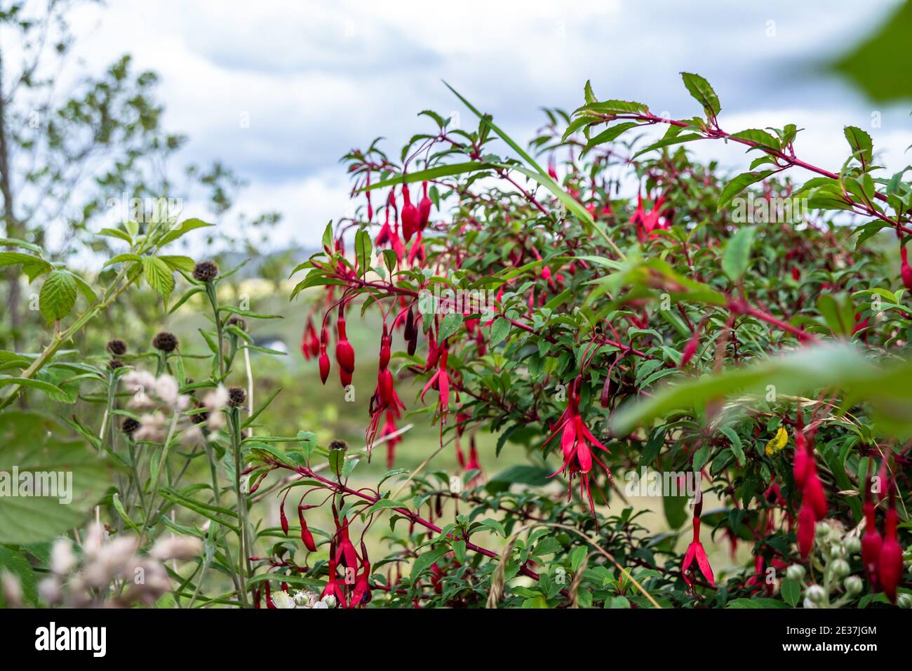Wildflower Fuchsia growing in County Donegal - Ireland Stock Photo - Alamy