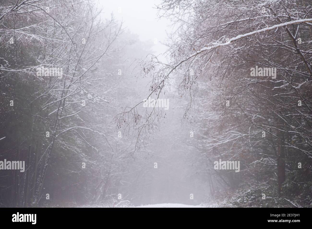 A wintery morning of snow and mist in Haywood Oaks Blidworth ...