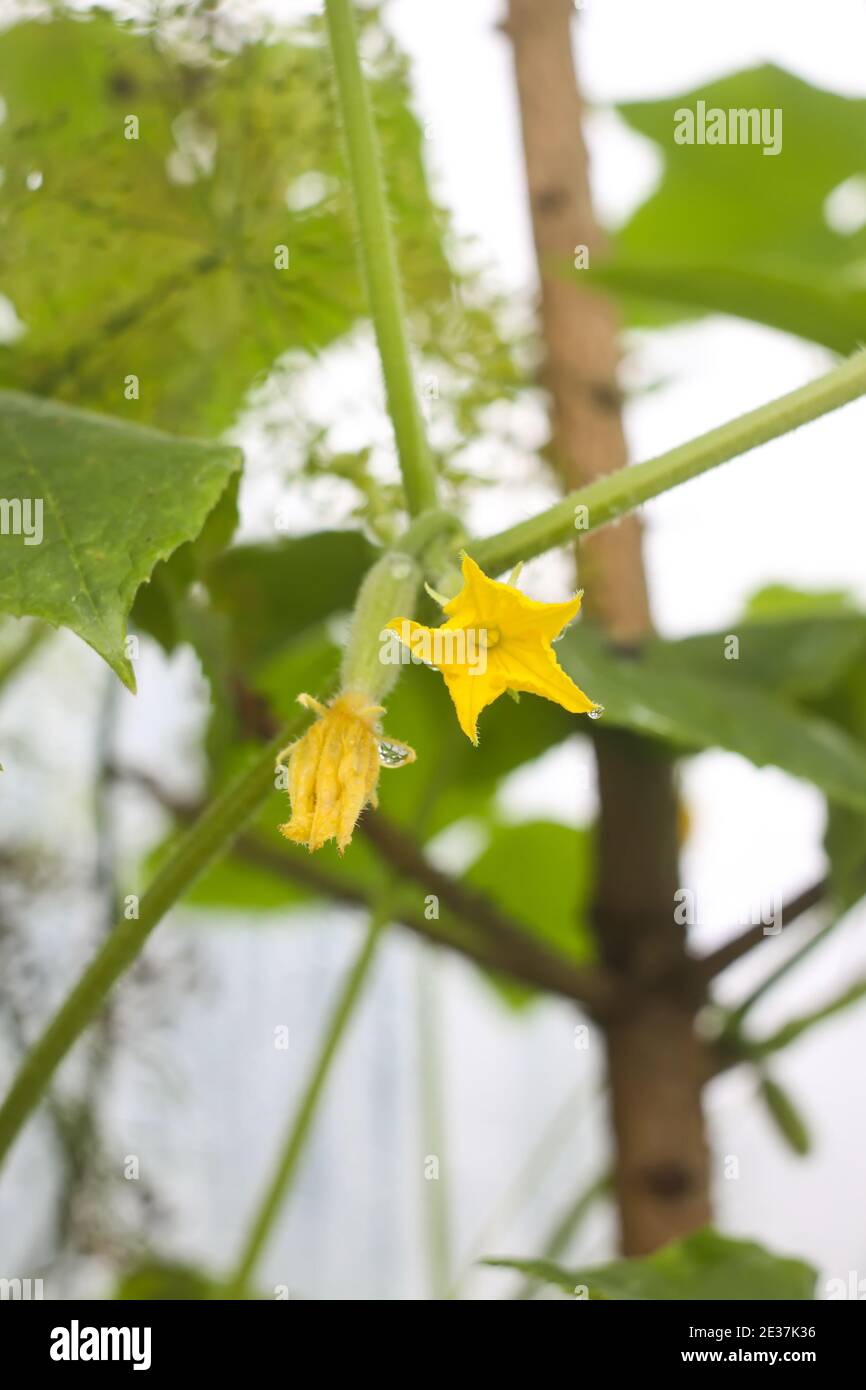 Yellow flower of a cucumber in greenhouse close up Stock Photo - Alamy