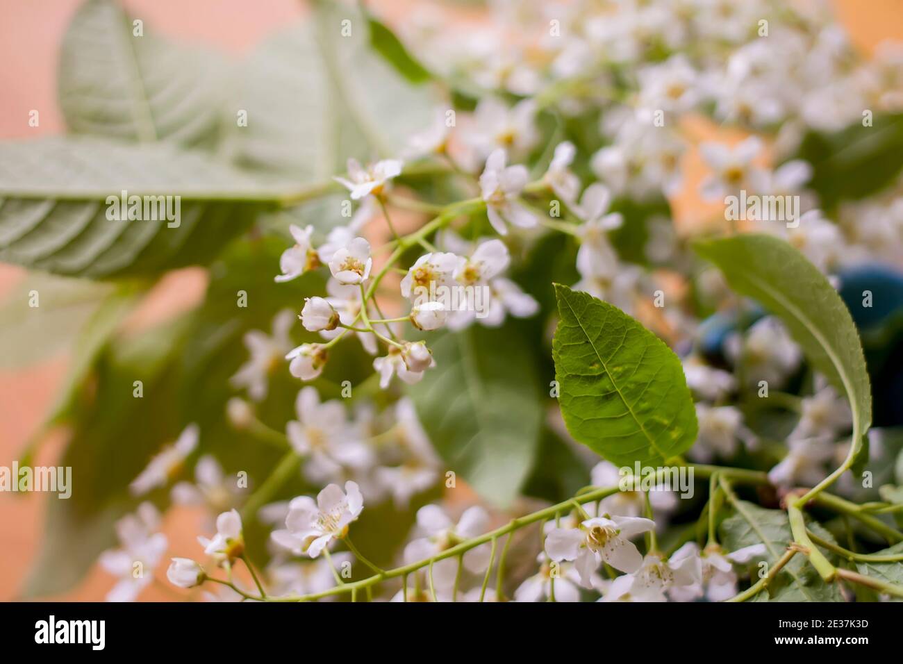 Bird cherry, hackberry or Mayday tree branches with white fragrant ...