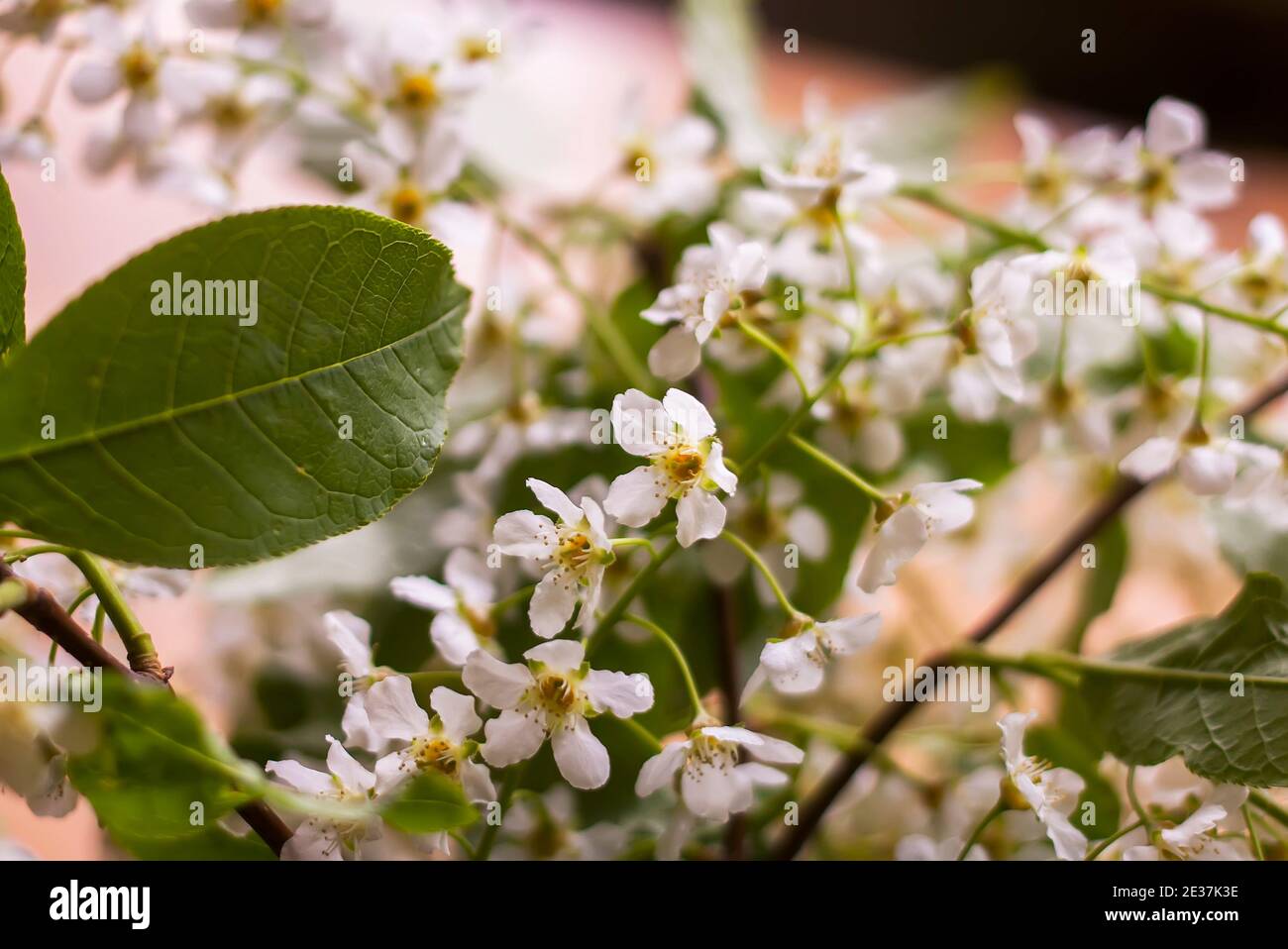 Mayday tree hi-res stock photography and images - Alamy