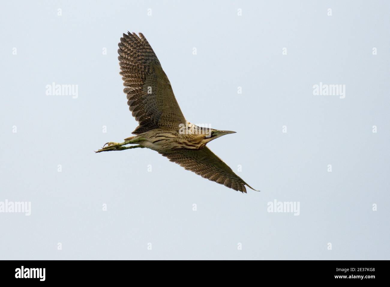 Flying bittern uk hi-res stock photography and images - Alamy