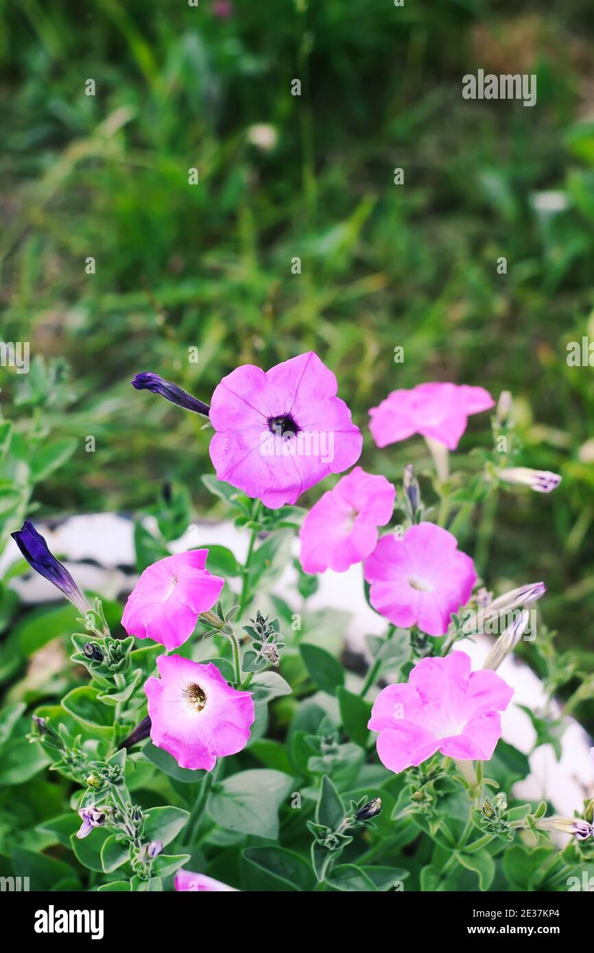 Bindweed, Convolvulus sp. purple flower, pernicious weed plant Stock ...