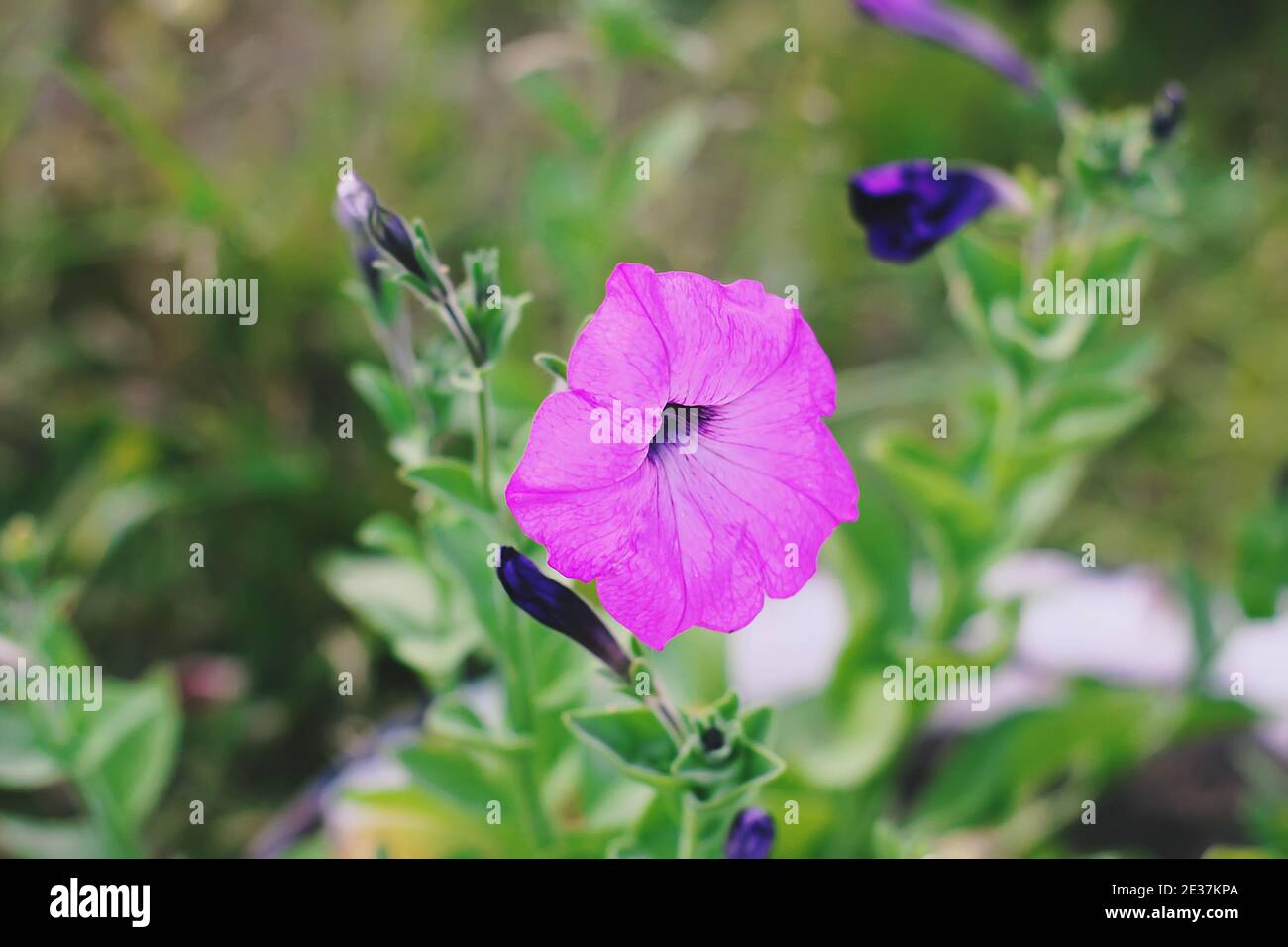 Bindweed, Convolvulus sp. purple flower, pernicious weed plant Stock ...