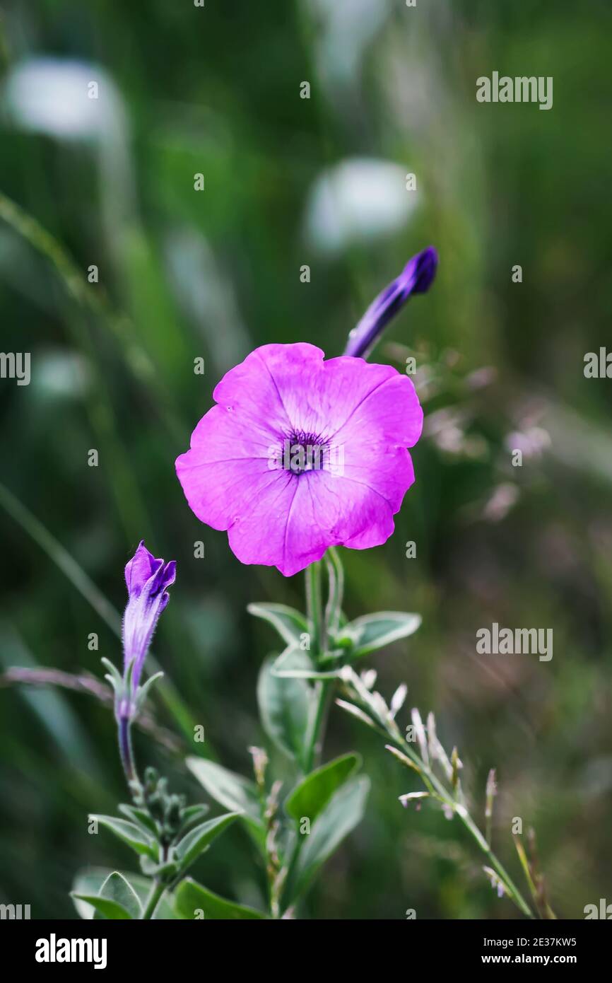 Bindweed, Convolvulus sp. purple flower, pernicious weed plant Stock ...